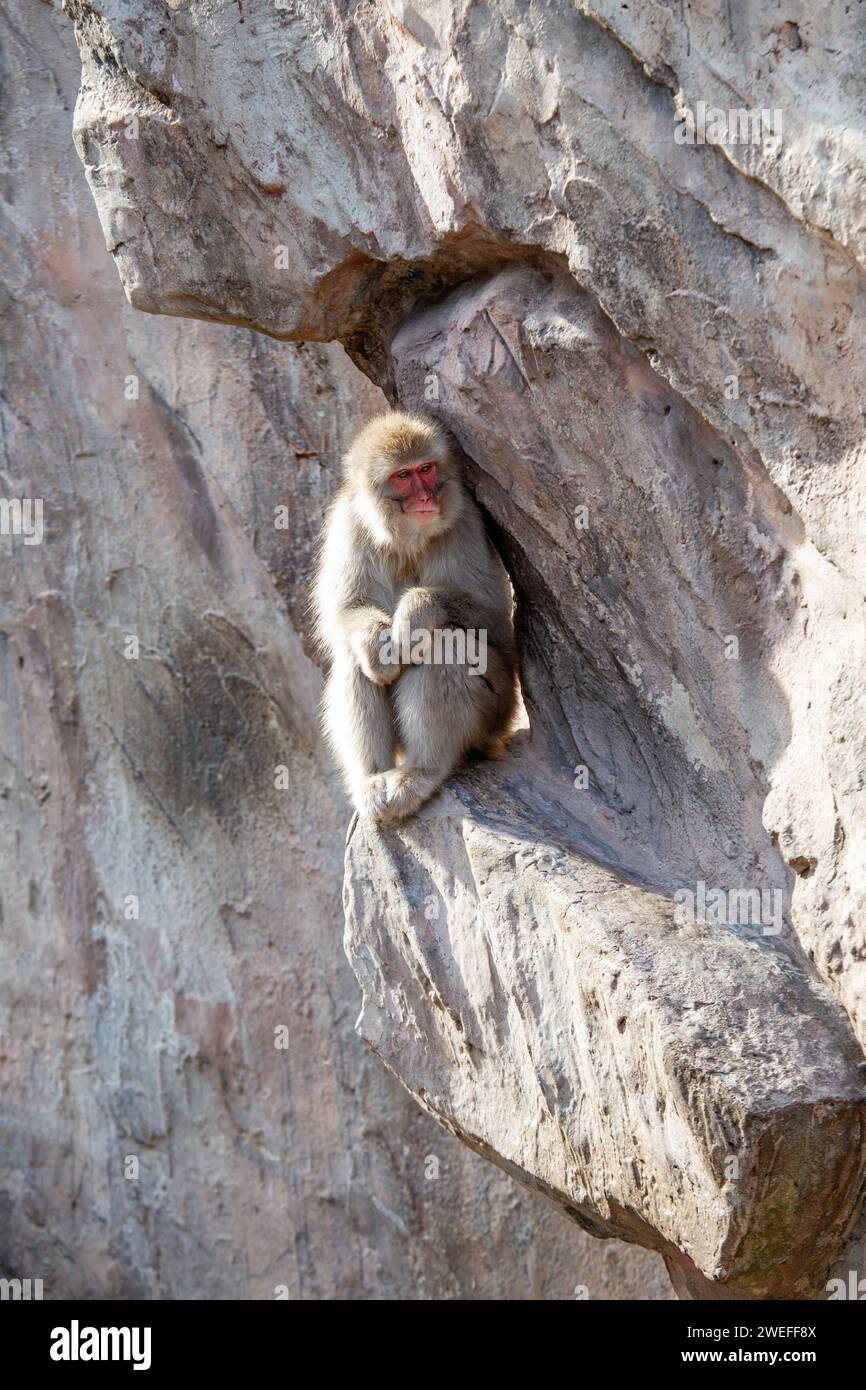 Intelligent Japanese Macaque (Macaca fuscata) observed in the urban ...