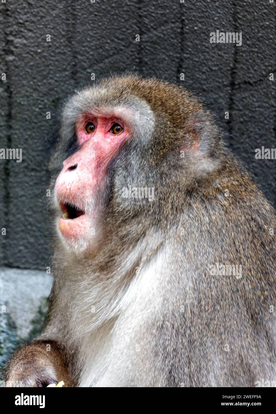 Intelligent Japanese Macaque (Macaca fuscata) observed in the urban ...
