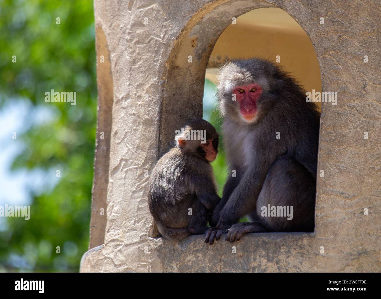 Intelligent Japanese Macaque (Macaca fuscata) observed in the urban ...