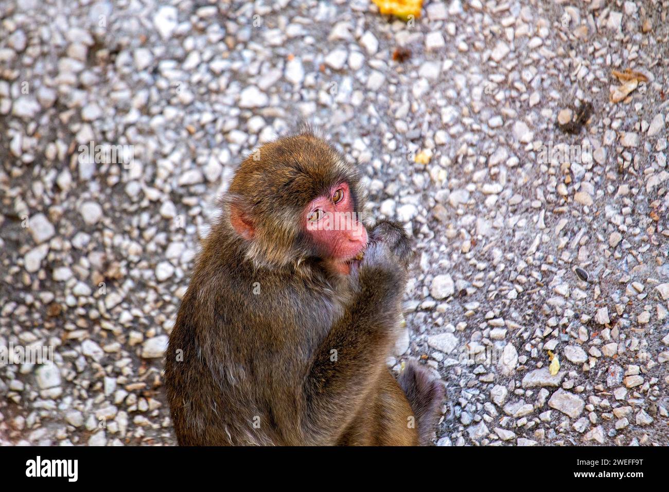 Intelligent Japanese Macaque (Macaca fuscata) observed in the urban ...