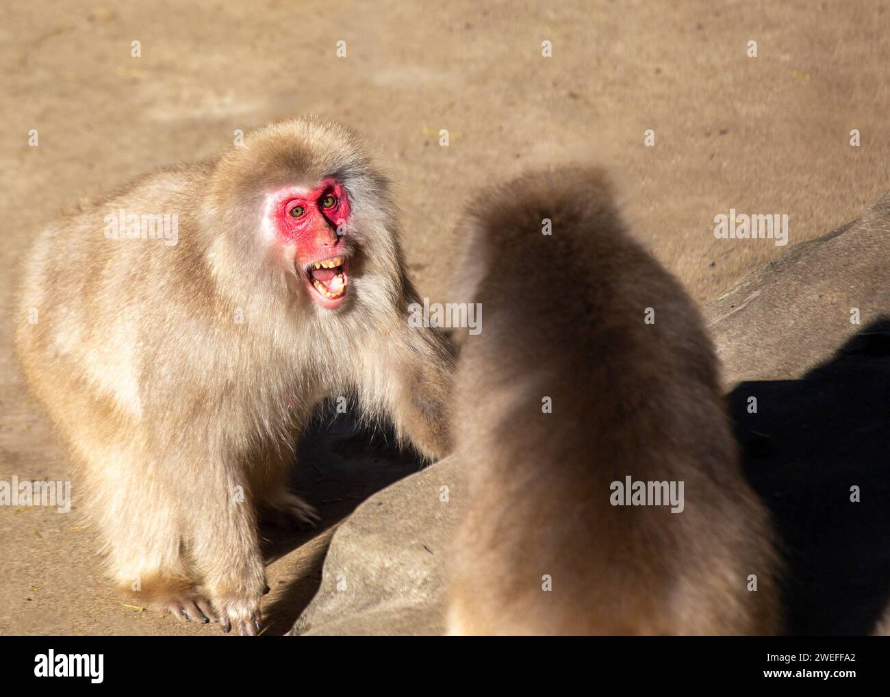 Intelligent Japanese Macaque (Macaca fuscata) observed in the urban ...
