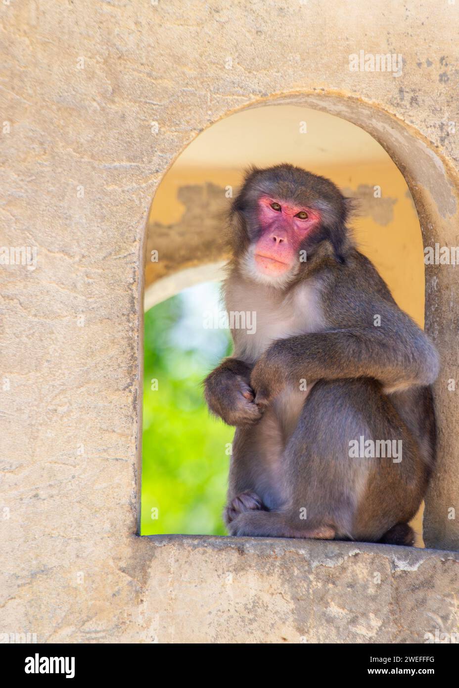 Adaptable urban species hi-res stock photography and images - Alamy