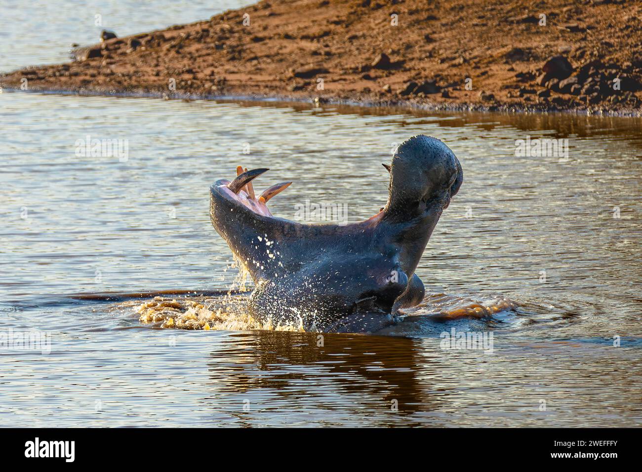A hippopotamus shows its fearsome canine tusks and incisors in a pool ...