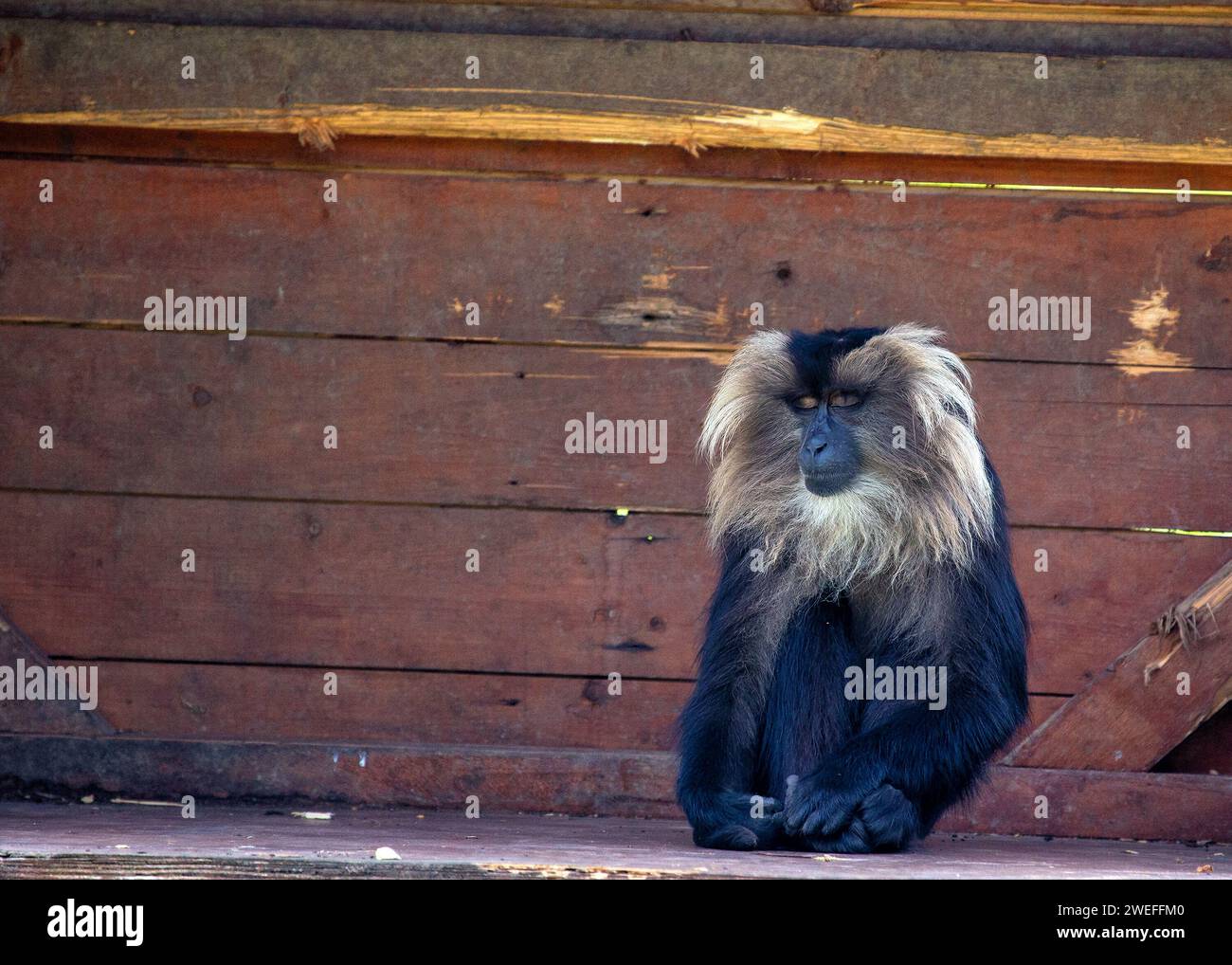 Majestic Lion-tailed Macaque (Macaca silenus) navigating the verdant ...