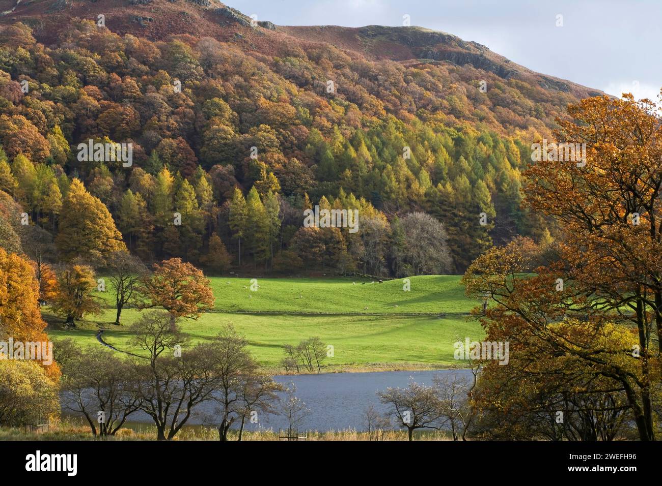 autumn colours in the lake district national park in elterwater Stock ...
