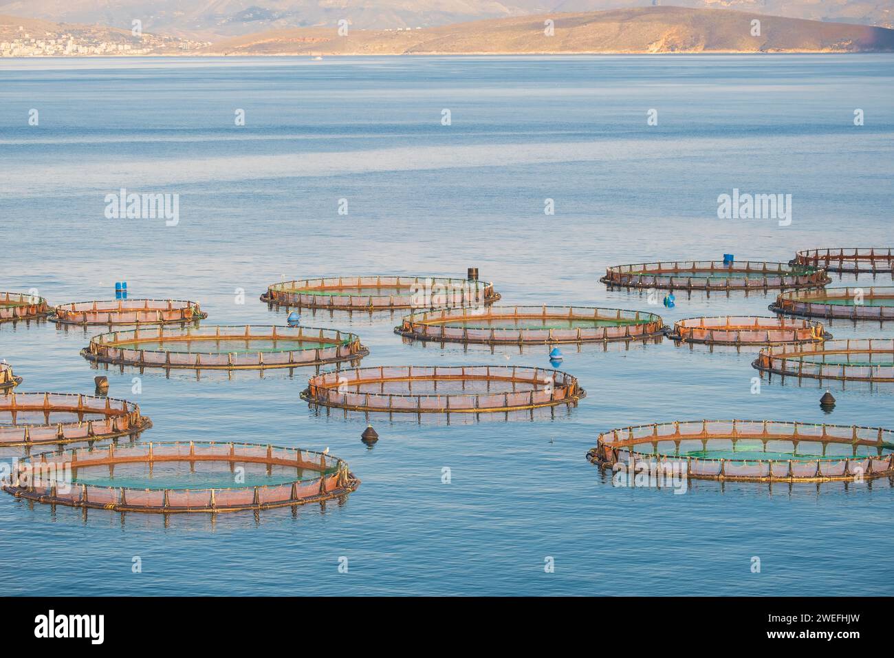 Ionian sea fish hi-res stock photography and images - Alamy