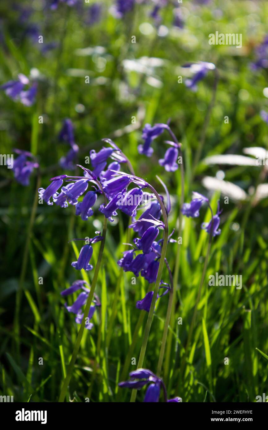 The delicate bell-shaped flowers of English bluebells, in bloom in a ...