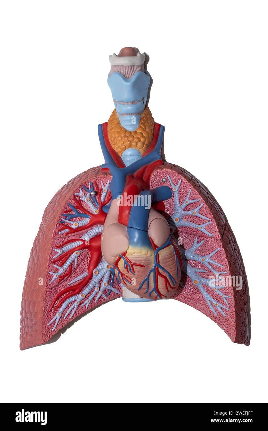 Human anatomy heart and lungs plastic model isolated on white ...