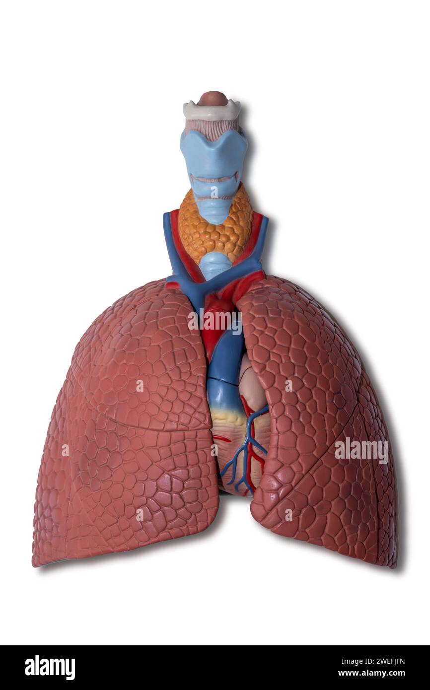 Human anatomy heart and lungs plastic model isolated on white ...