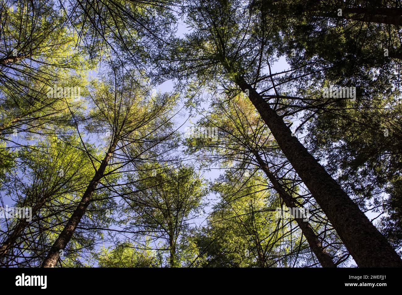 Pine tree tops hi-res stock photography and images - Alamy