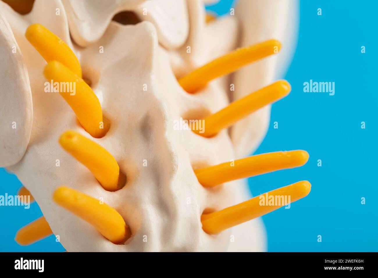 The lowest part of the spine is the coccyx and sacrum on a blue ...