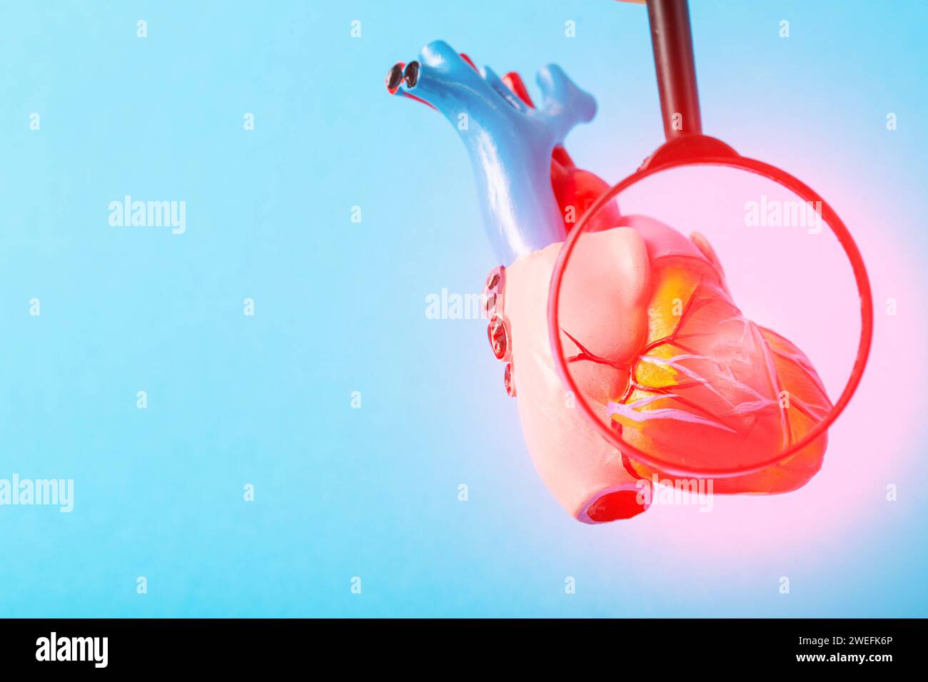 Medical mock-up of a heart under a magnifying glass on a blue ...