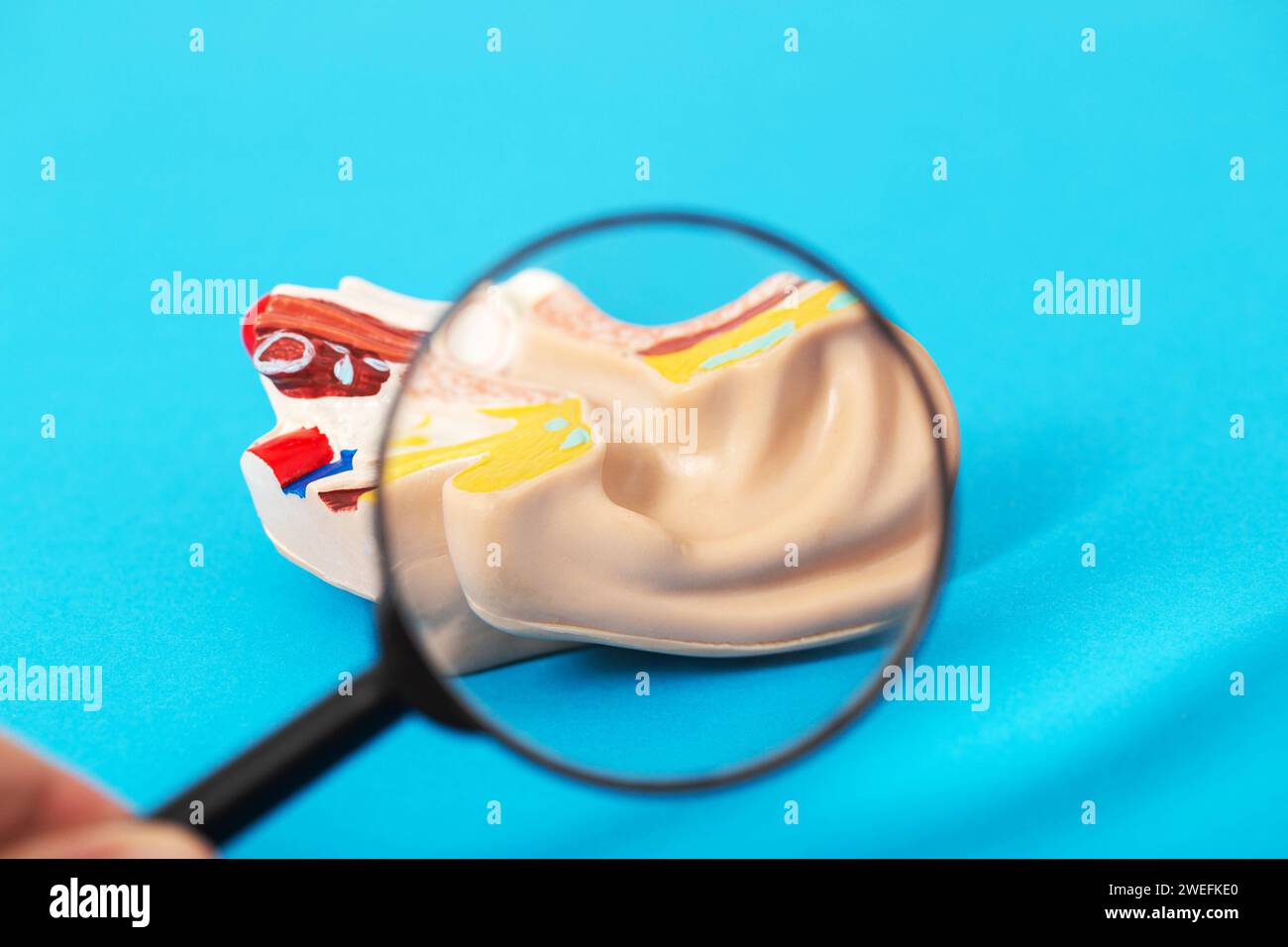 Medical ear mockup on a blue background under a magnifying glass ...