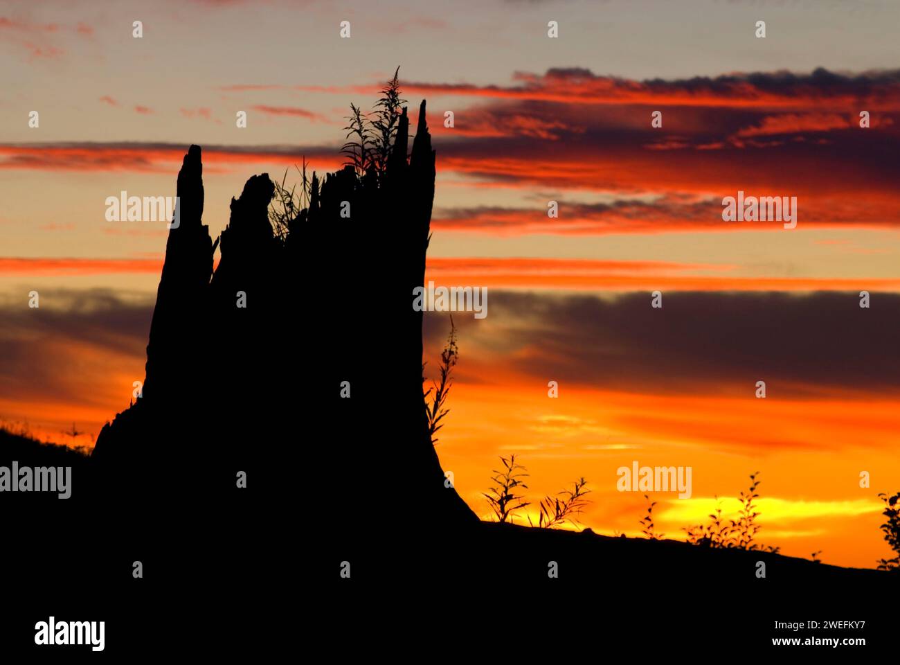 Stump sunset, Spirit Lake Memorial Highway, Mt St Helens National ...