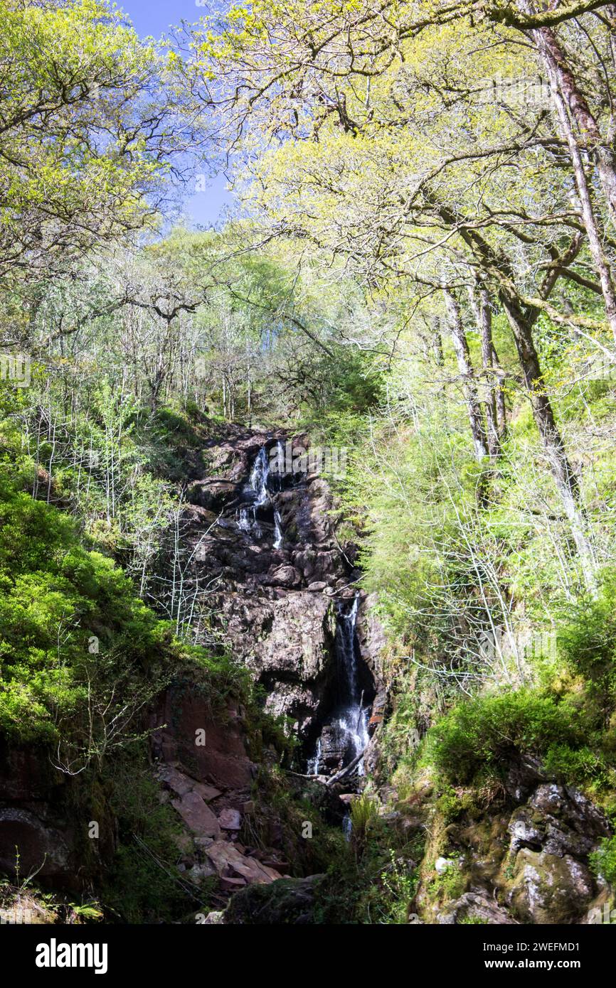 Waterfall surrounded by trees with bright green new sprin growth in the ...