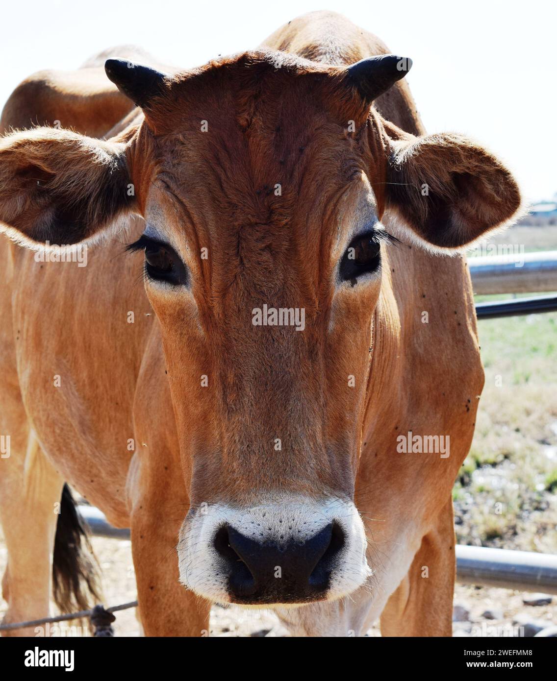 Posing cow hi-res stock photography and images - Alamy