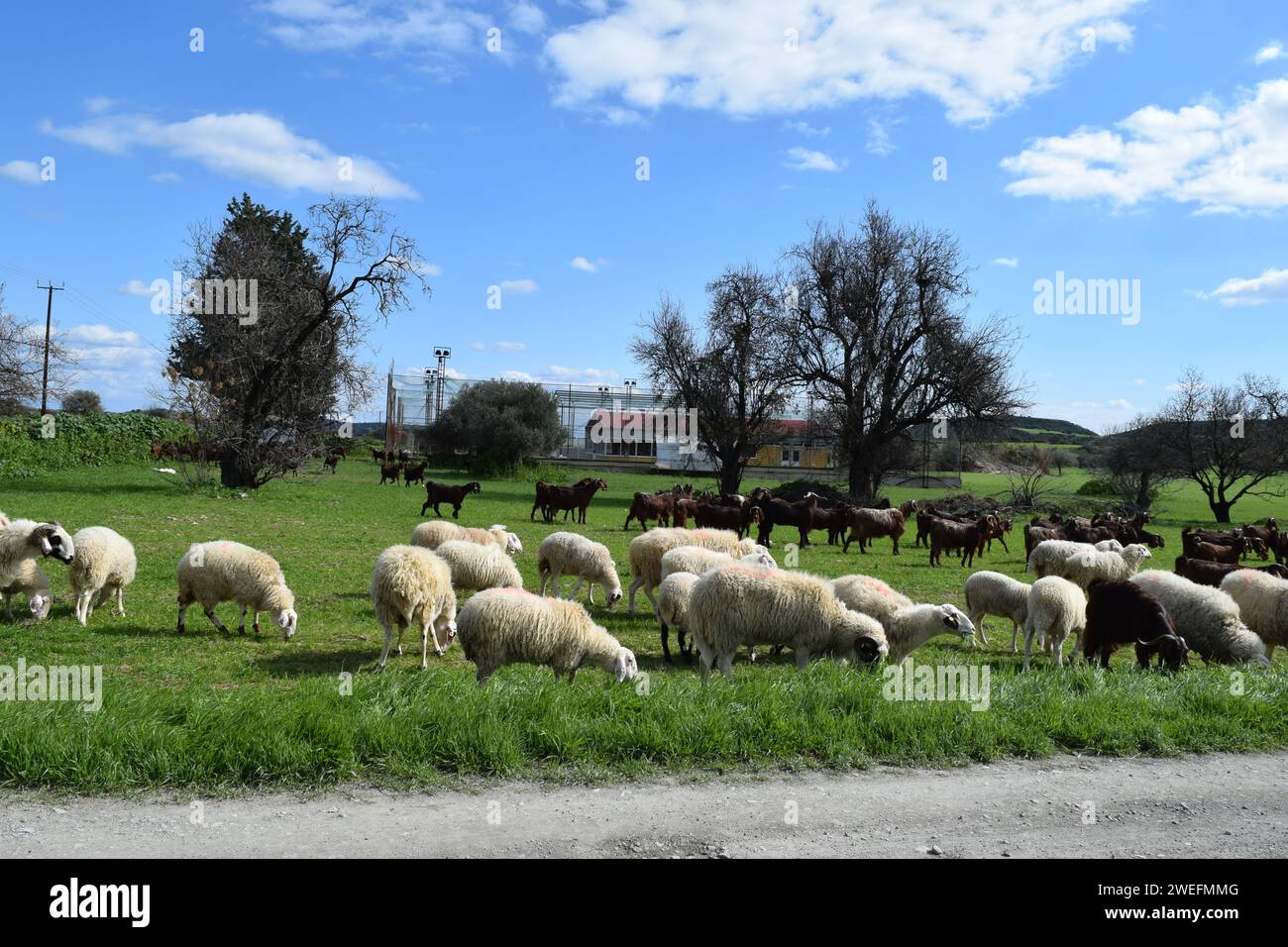 Field grazing sheep hi-res stock photography and images - Alamy