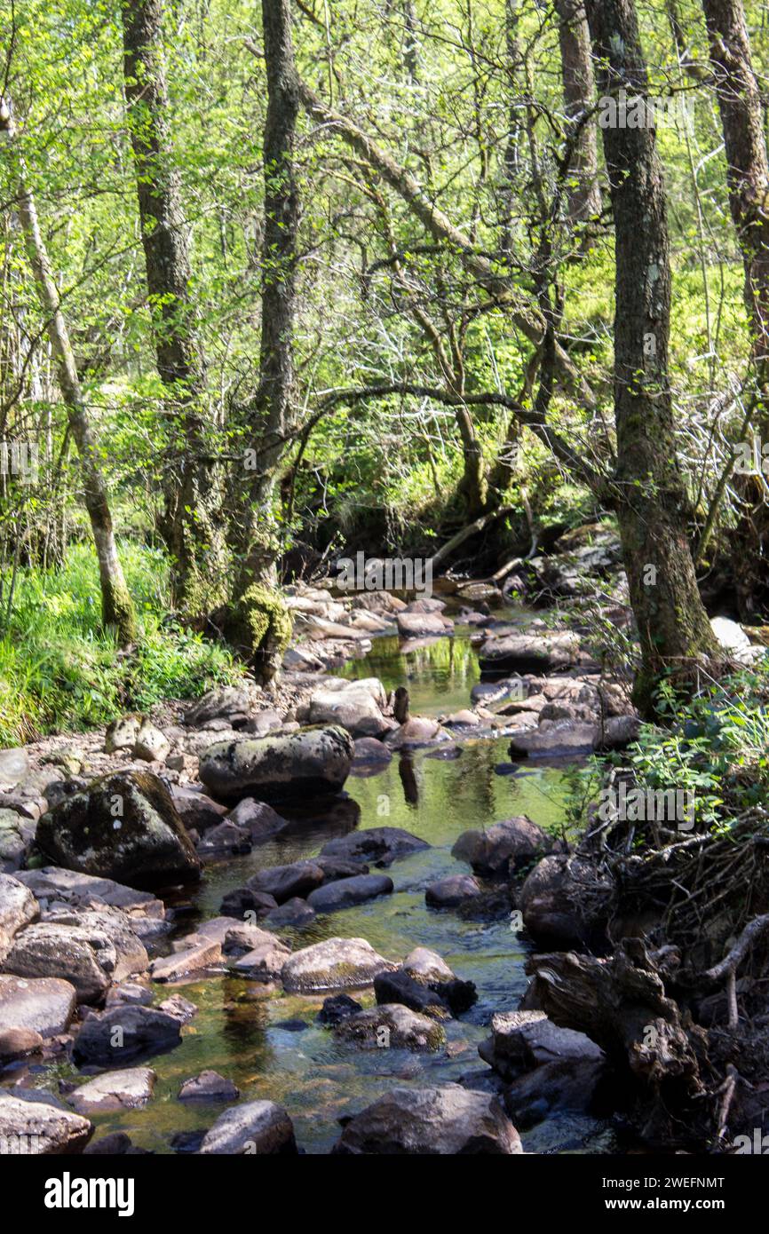 Green Canopy reflecting in a small forest stream Stock Photo - Alamy