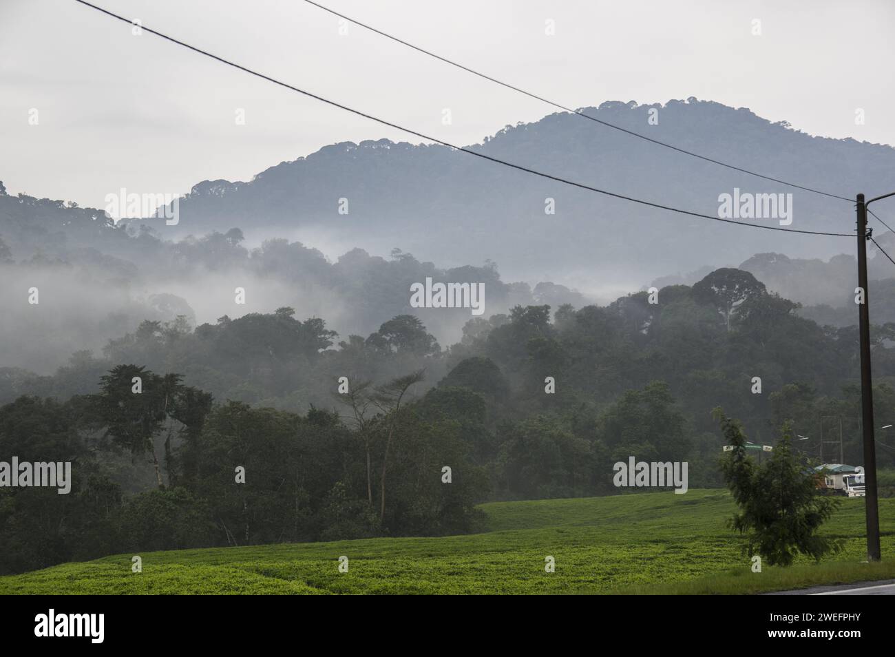 Pillar of the rwandan economy hi-res stock photography and images - Alamy