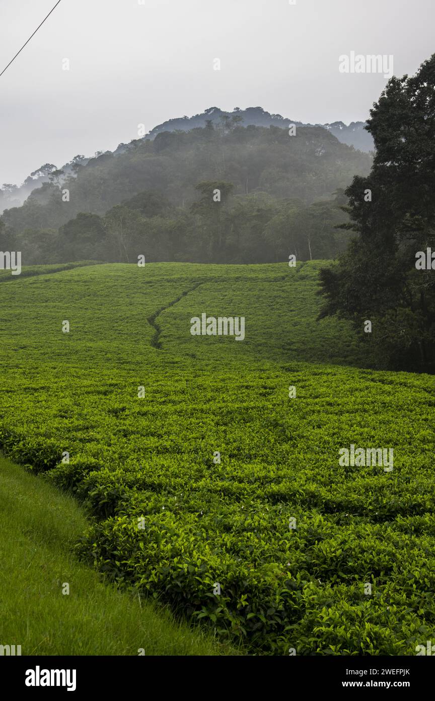 Tea plantation just outside Nyungwe National Park in Southwest Rwanda ...