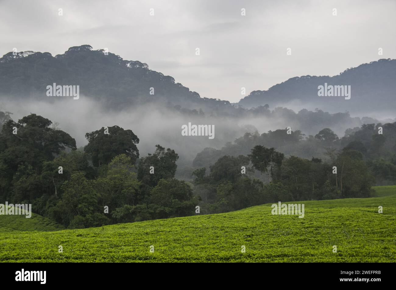 A misty morning in Nyungwe National Park in southwest Rwanda with hills ...
