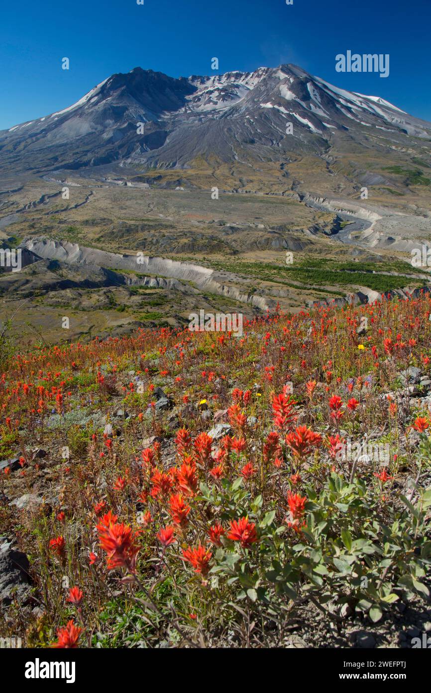 Mt St Helens with indian paintbrush from Boundary Trail, Mt St Helens ...