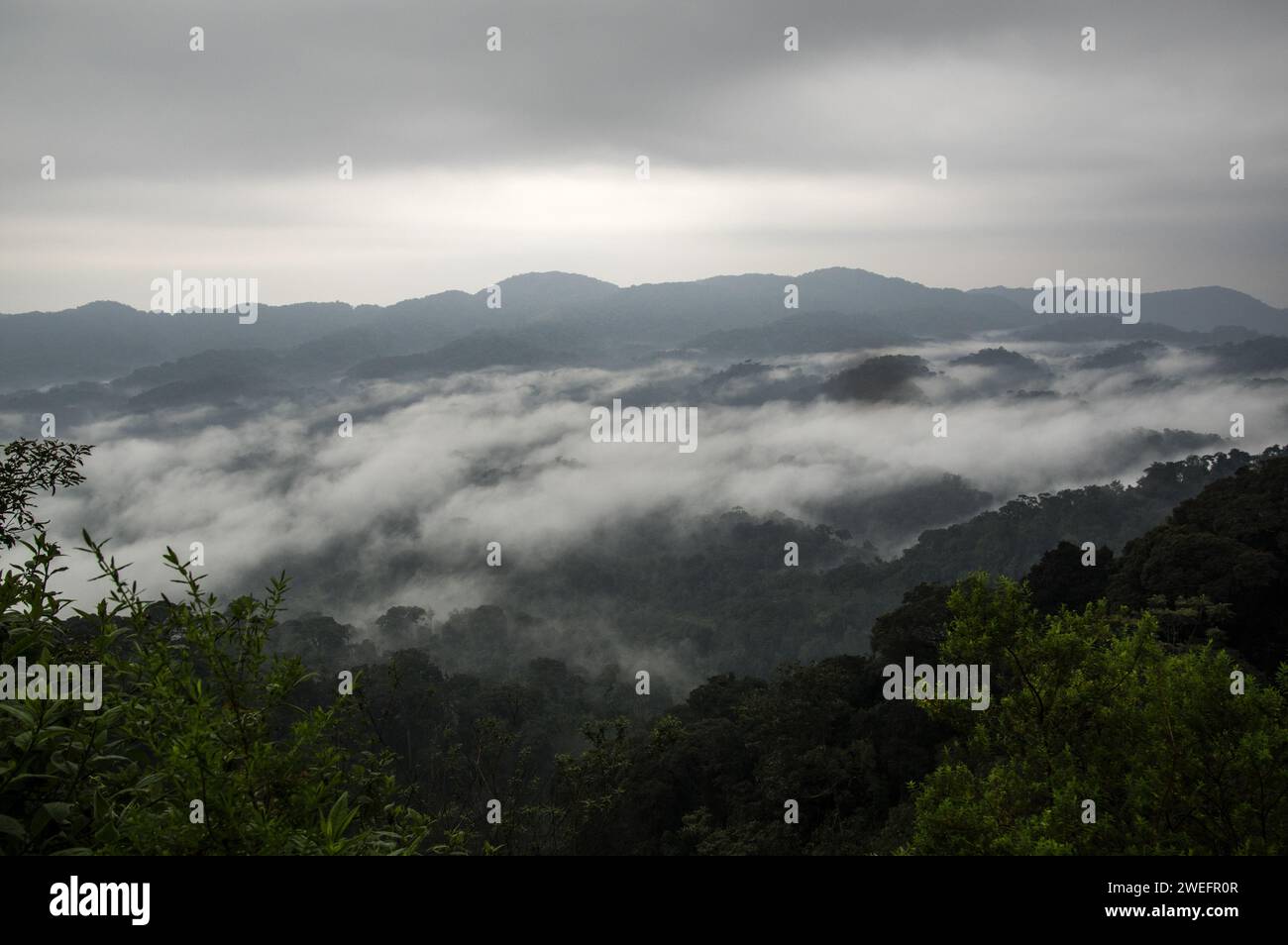 A misty morning in Nyungwe National Park in southwest Rwanda with foggy ...