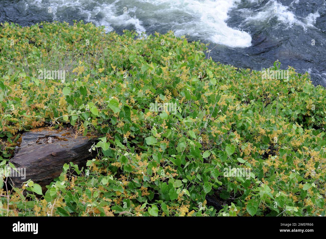 Vitis labrusca hi-res stock photography and images - Alamy