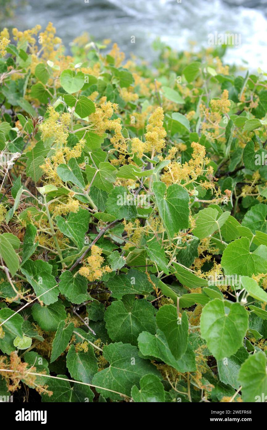 Vitis labrusca hi-res stock photography and images - Alamy