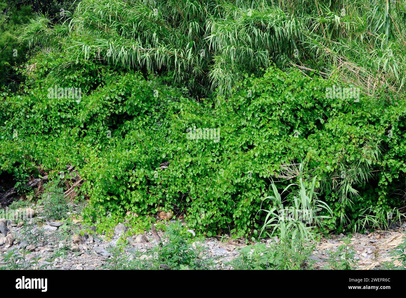 Wild grape vine (Vitis vinifera sylvestris) is a deciduous climber ...
