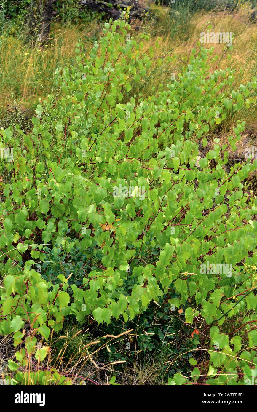 Wild grape vine (Vitis vinifera sylvestris) is a deciduous climber ...