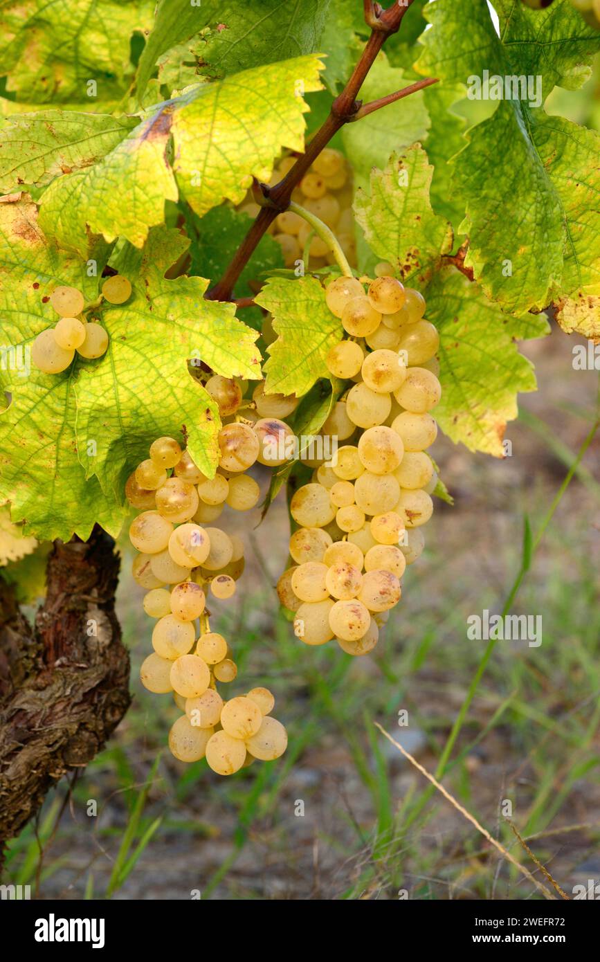 Common grape vine (Vitis vinifera) is a deciduous climber shrub native ...