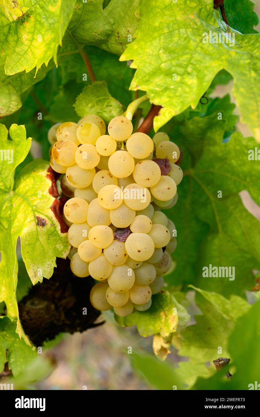 Common grape vine (Vitis vinifera) is a deciduous climber shrub native ...