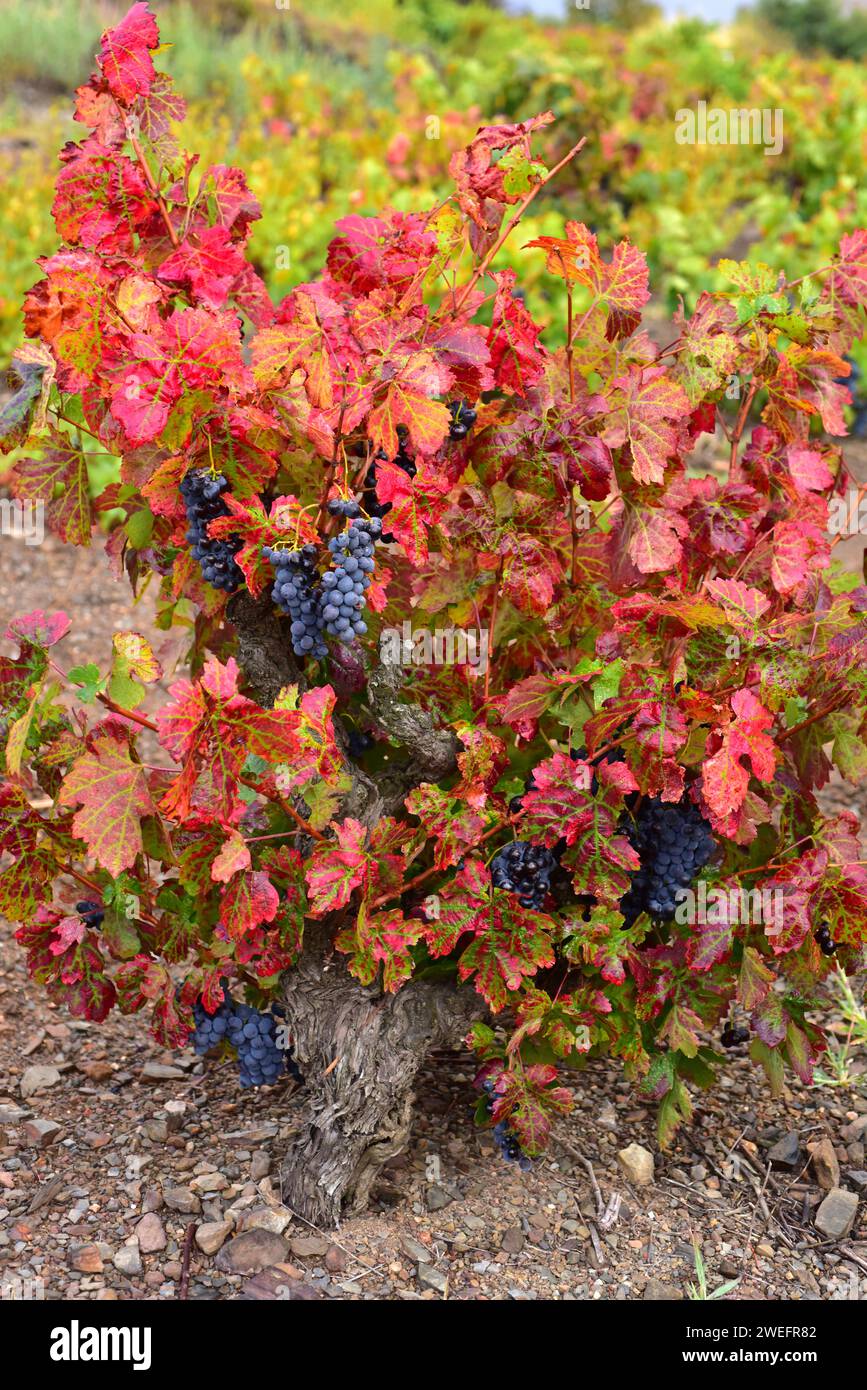 Common grape vine (Vitis vinifera) is a deciduous climber shrub native ...