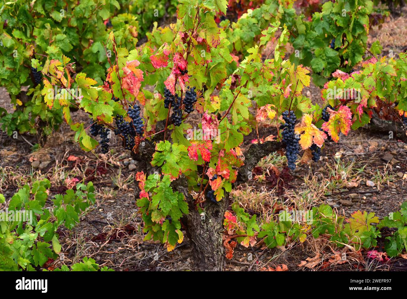 Common grape vine (Vitis vinifera) is a deciduous climber shrub native ...