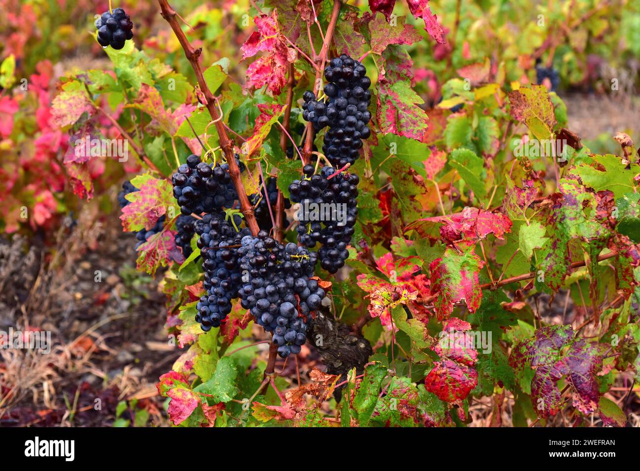 Common grape vine (Vitis vinifera) is a deciduous climber shrub native ...