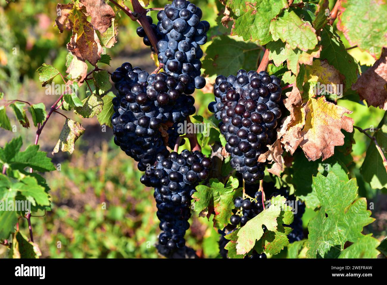 Common grape vine (Vitis vinifera) is a deciduous climber shrub native ...