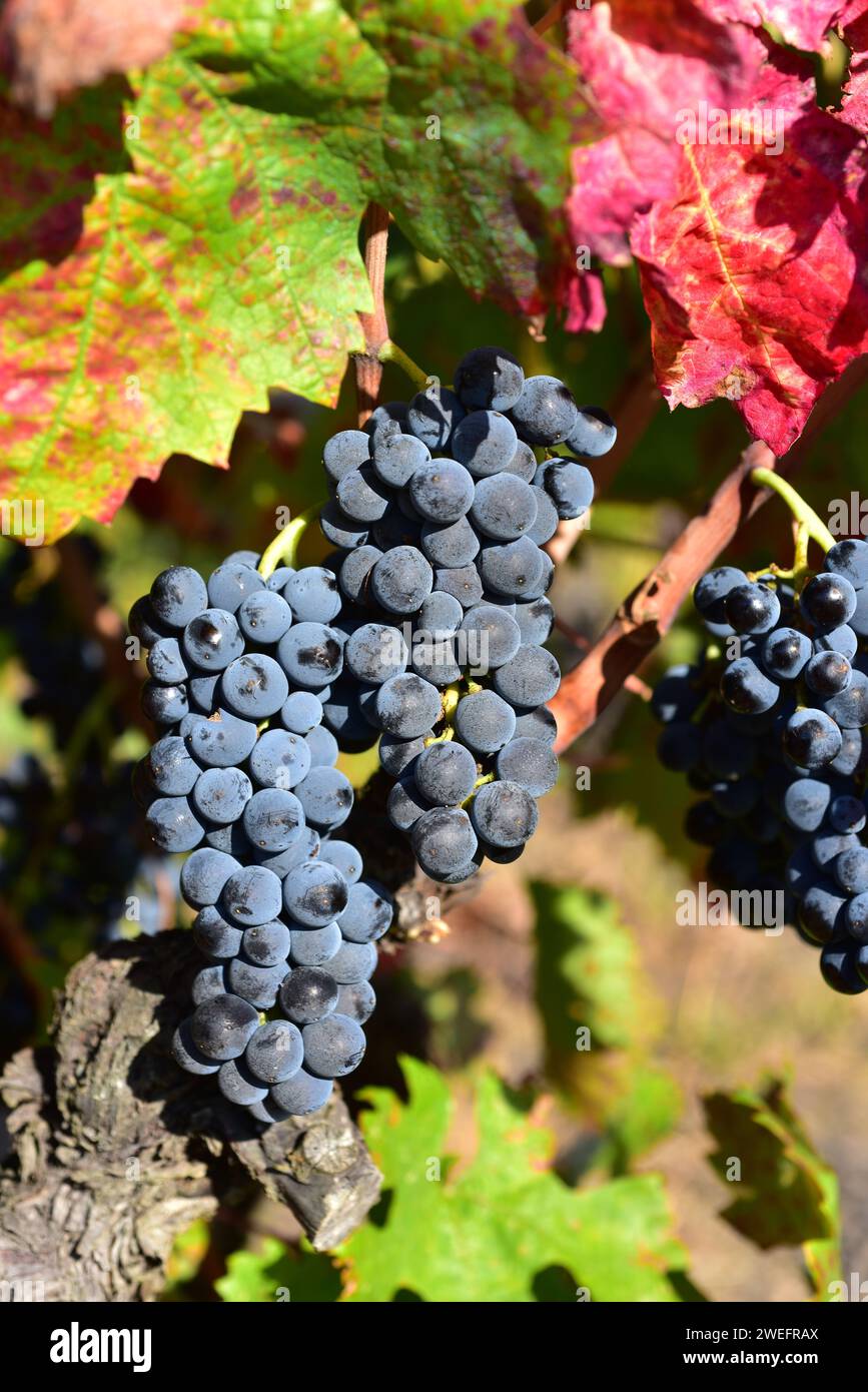 Common grape vine (Vitis vinifera) is a deciduous climber shrub native ...