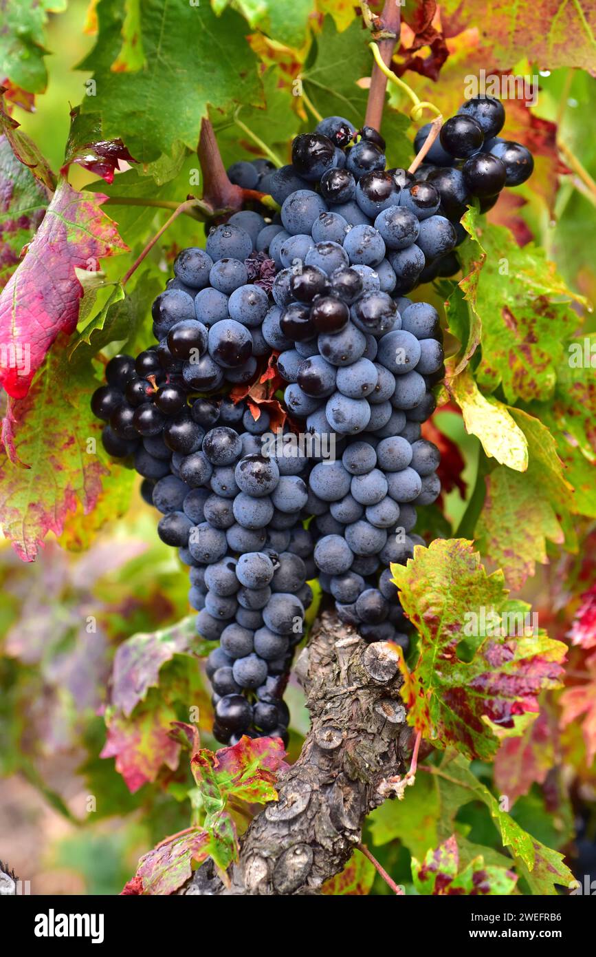 Common grape vine (Vitis vinifera) is a deciduous climber shrub native ...