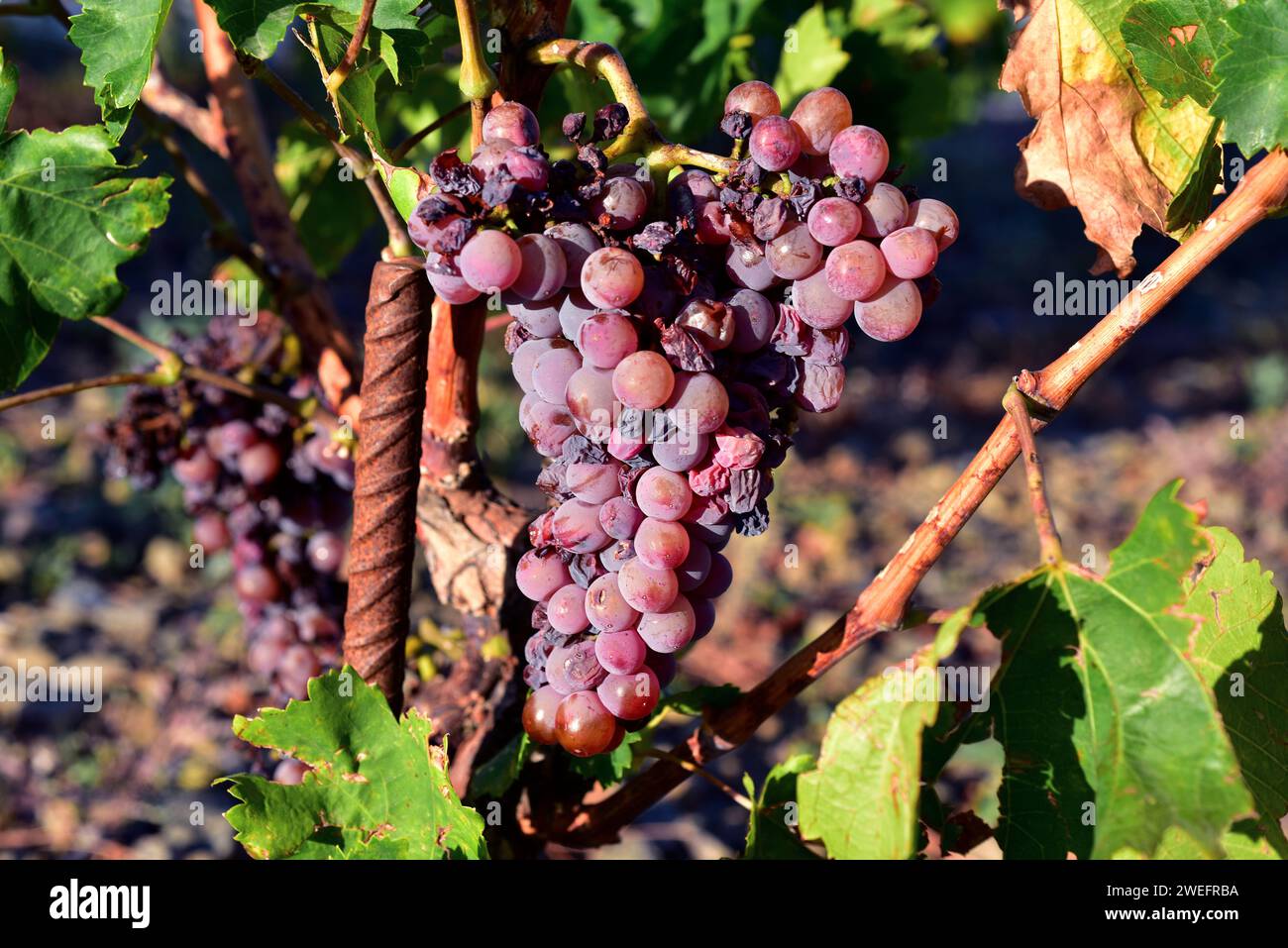 Common grape vine (Vitis vinifera) is a deciduous climber shrub native ...