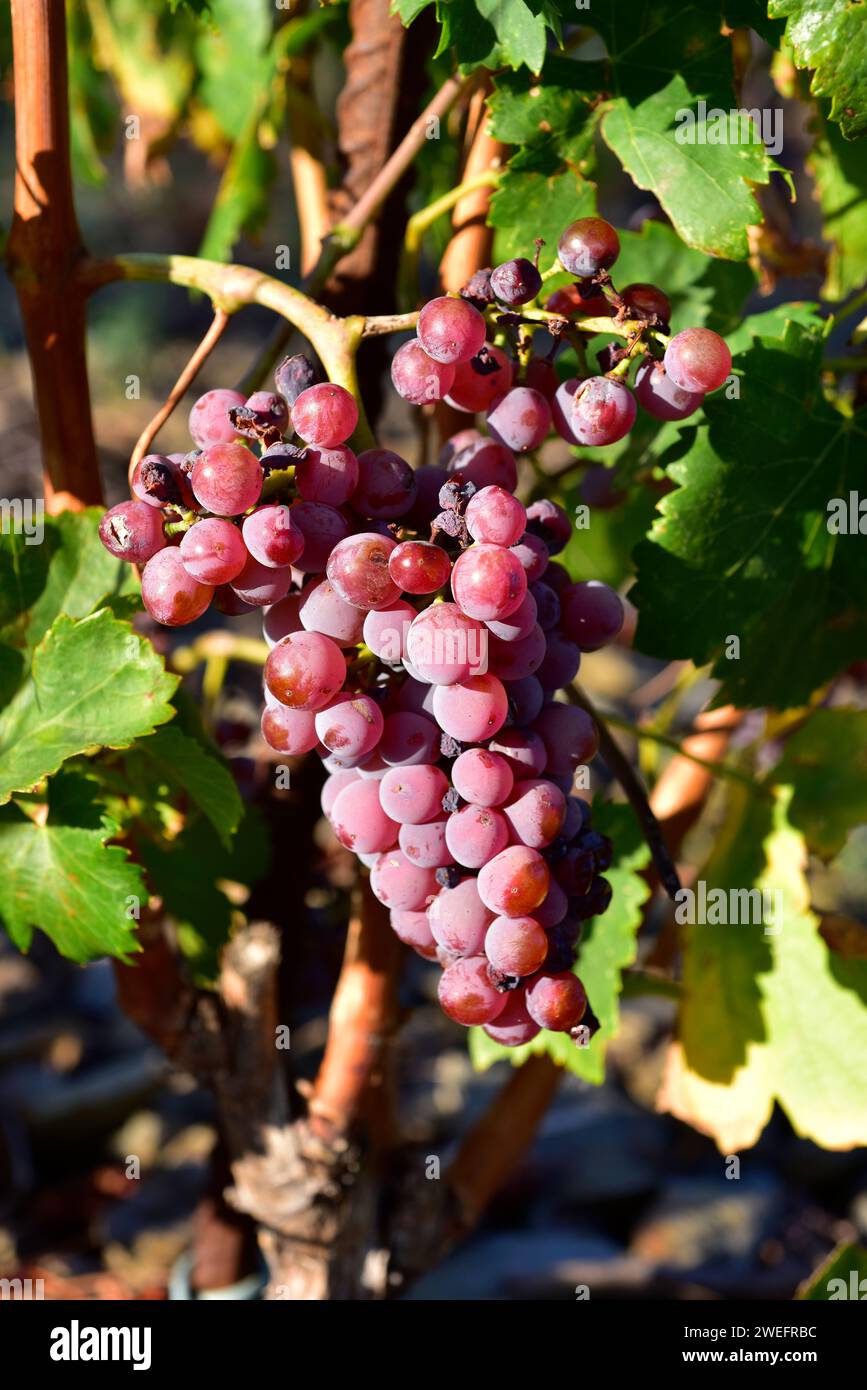 Common grape vine (Vitis vinifera) is a deciduous climber shrub native ...