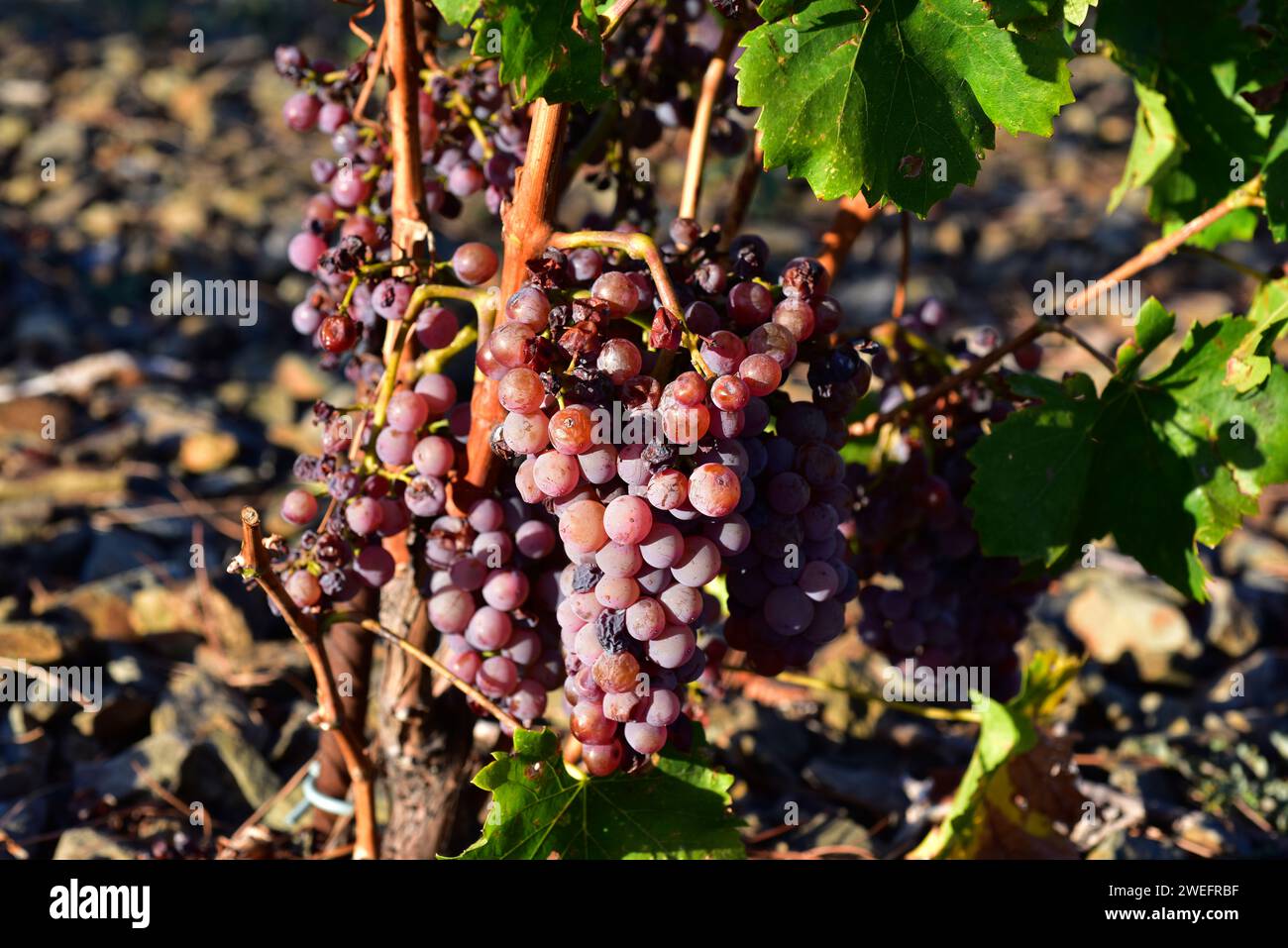 Common grape vine (Vitis vinifera) is a deciduous climber shrub native ...