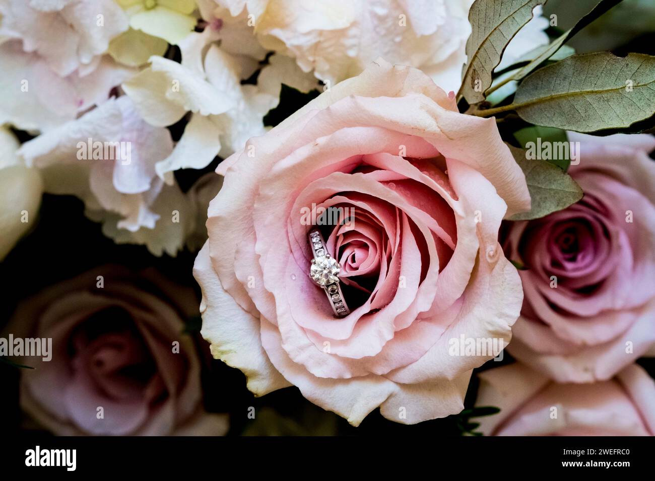 Wedding ring in pink rose's Stock Photo - Alamy
