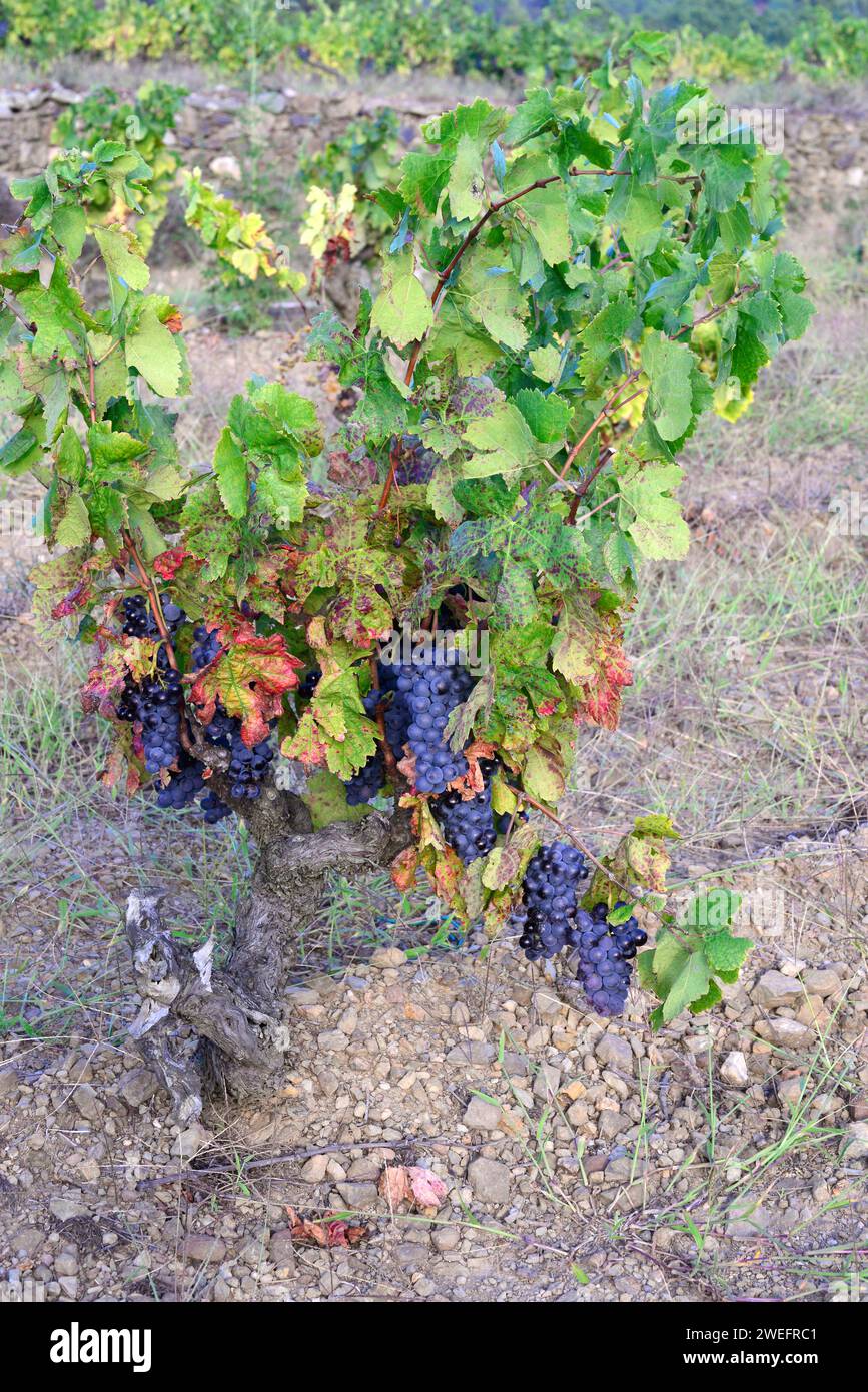 Common grape vine (Vitis vinifera) is a deciduous climber shrub native ...
