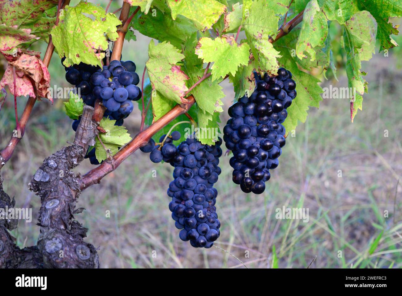 Common grape vine (Vitis vinifera) is a deciduous climber shrub native ...