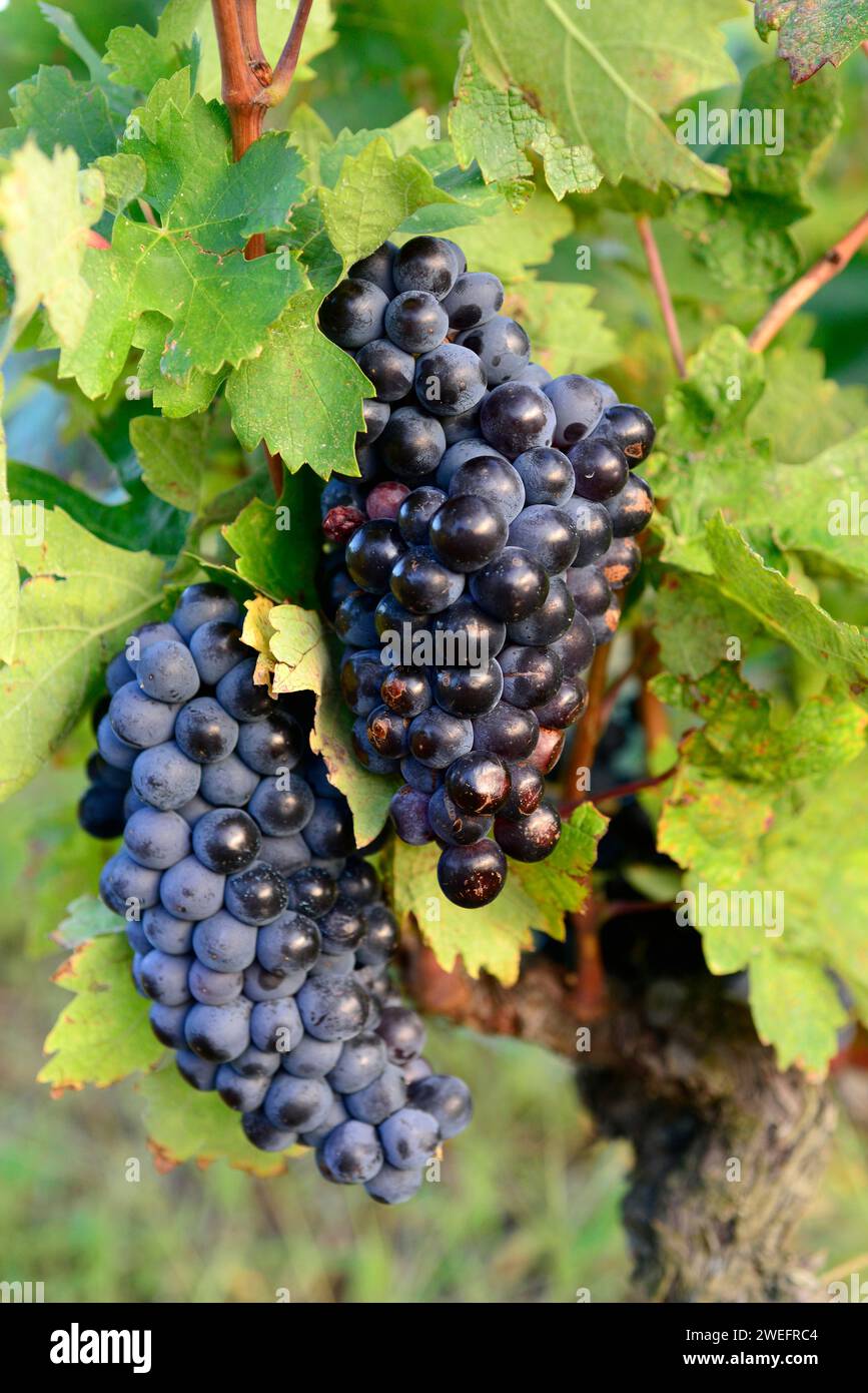 Common grape vine (Vitis vinifera) is a deciduous climber shrub native ...