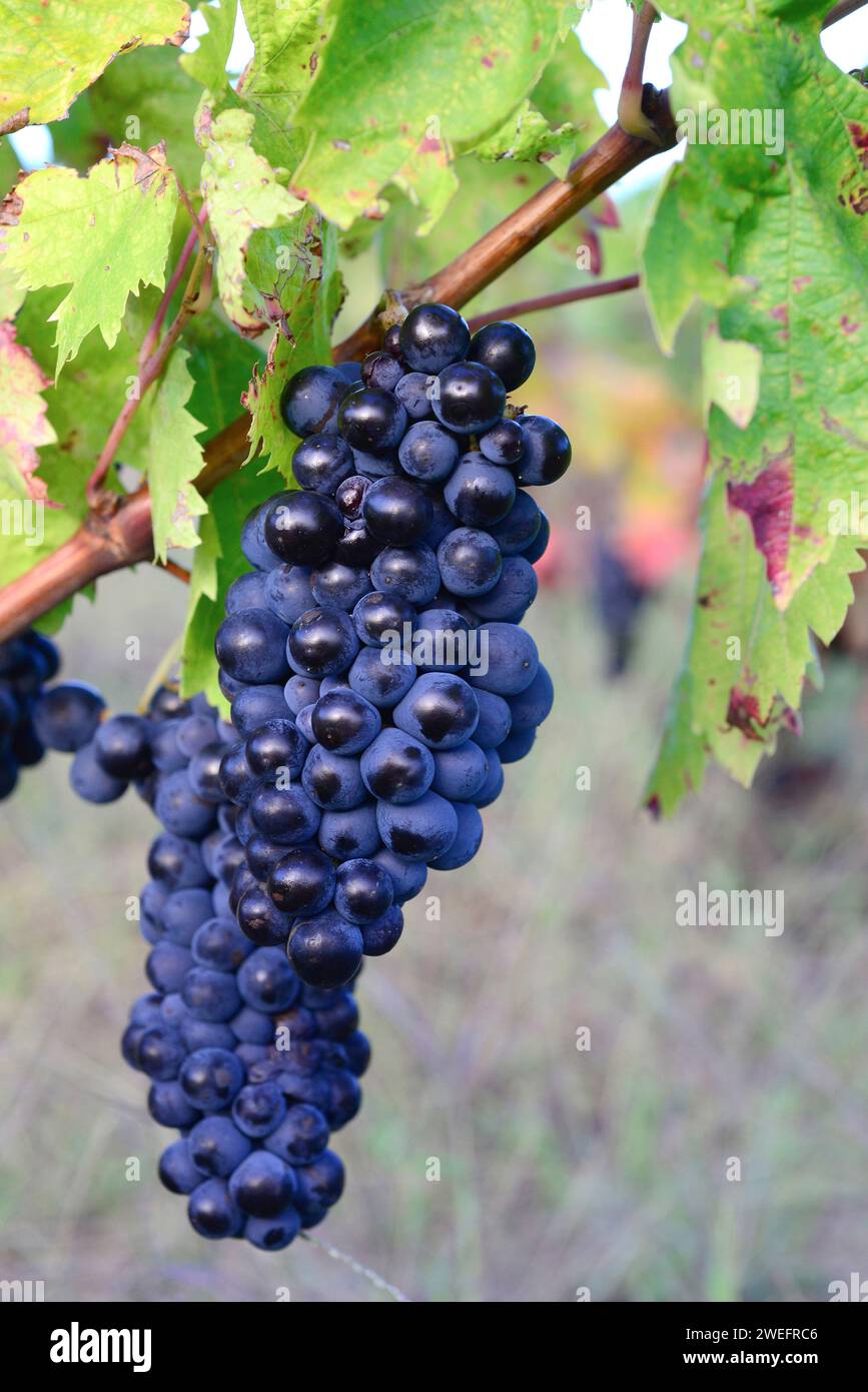 Common grape vine (Vitis vinifera) is a deciduous climber shrub native ...