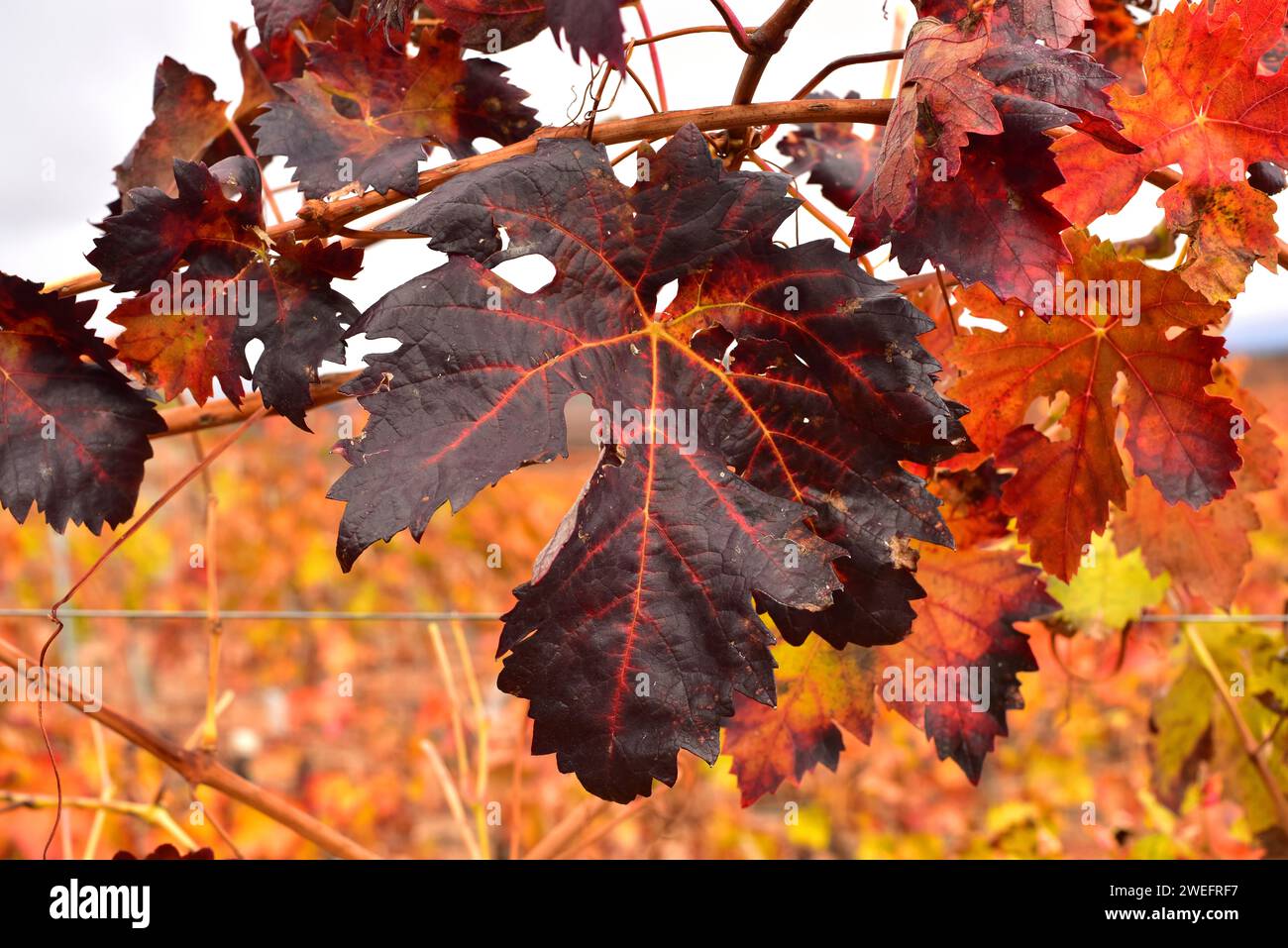 Common grape vine (Vitis vinifera) is a deciduous climber shrub native ...