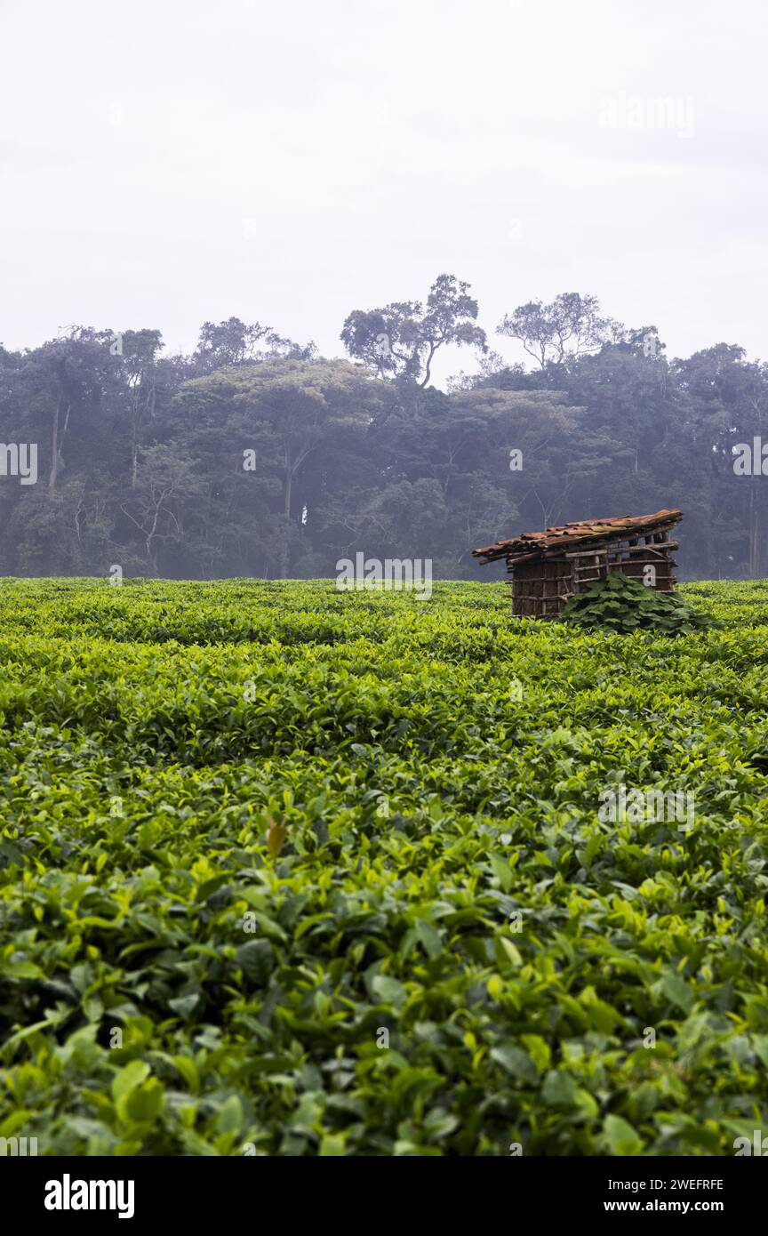 Rwandas biggest tea factory hi-res stock photography and images - Alamy