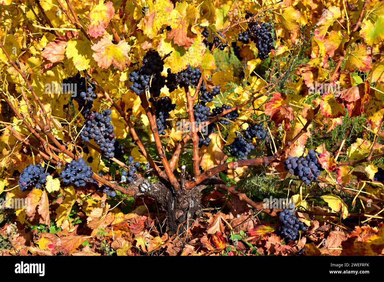 Common grape vine (Vitis vinifera) is a deciduous climber shrub native ...